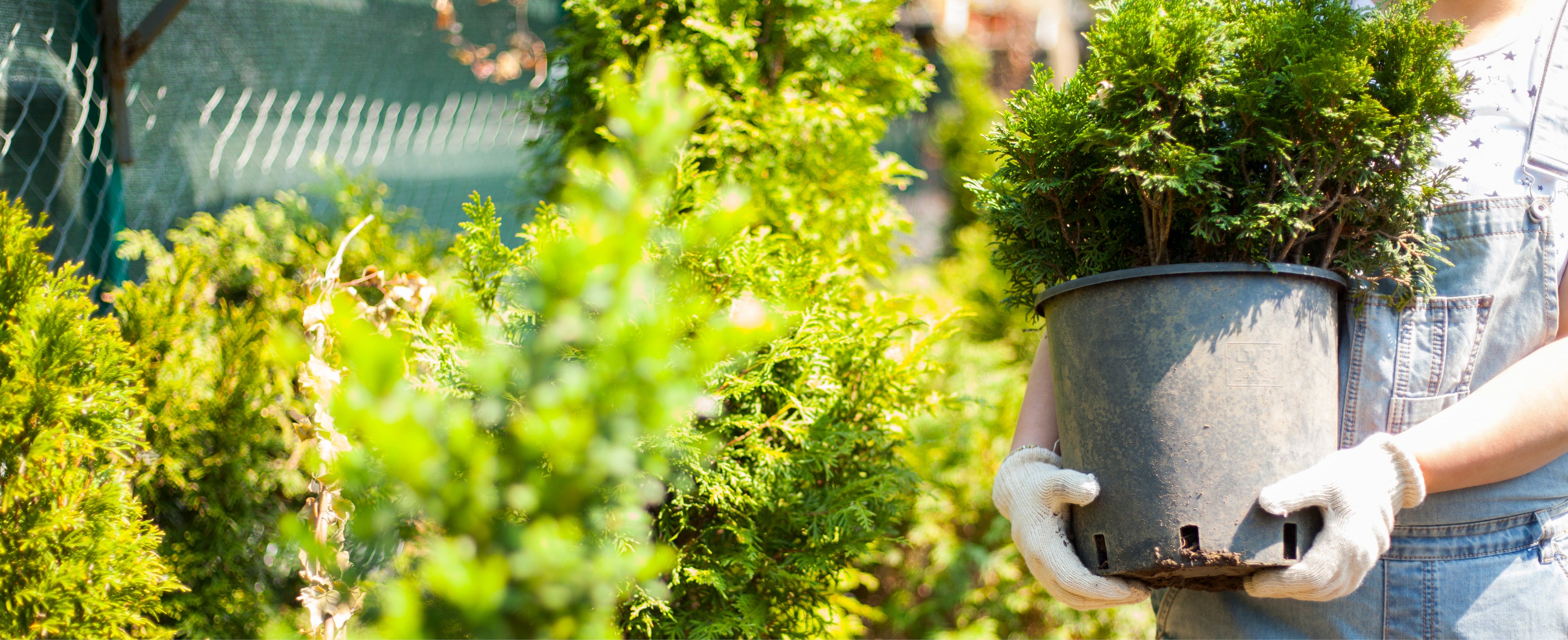 A day in the life of a Horticulturist – Open Colleges