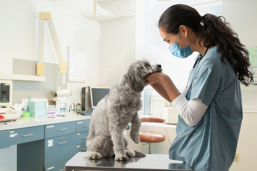 10 reasons to start a career in animal care – Open Colleges